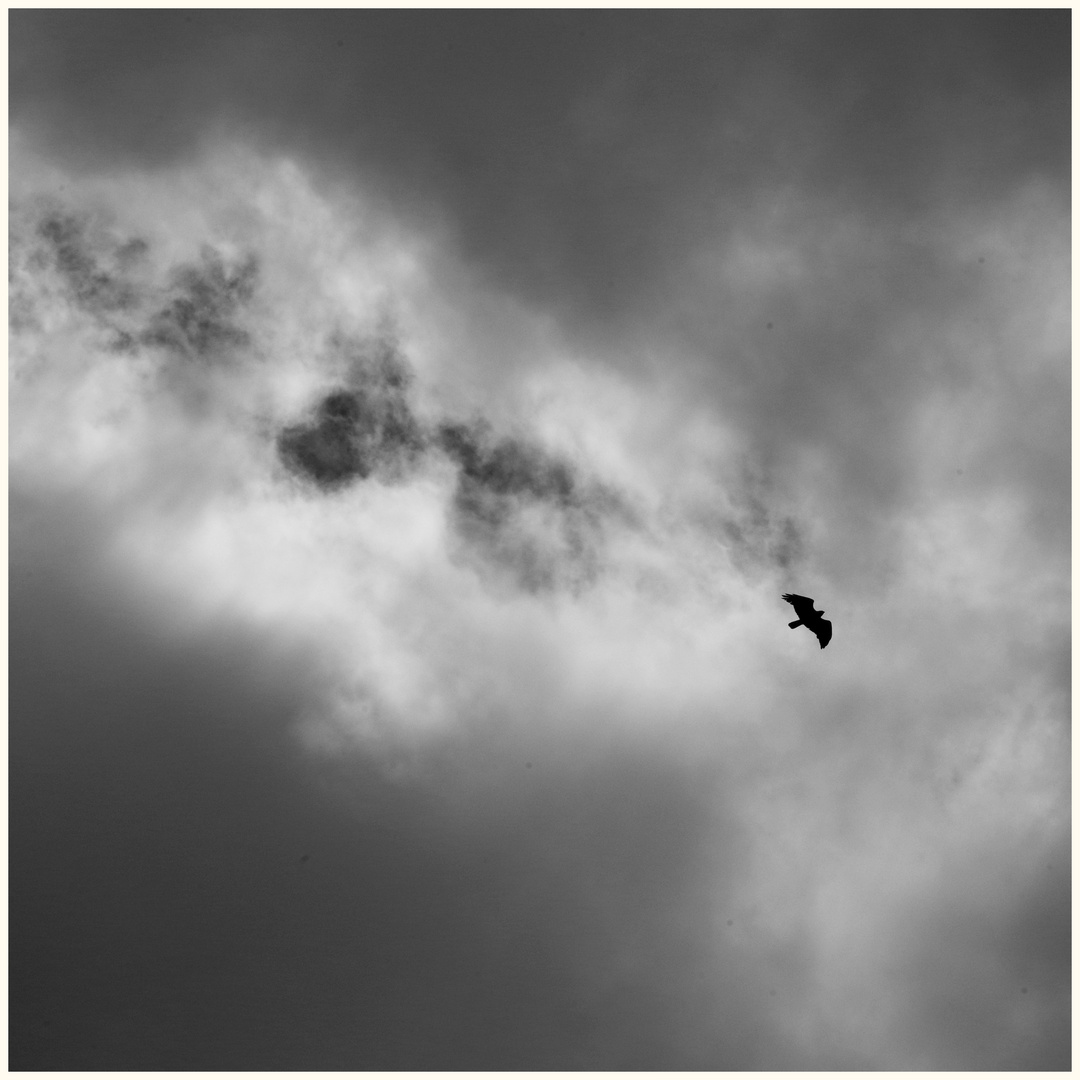 fly robin fly................. . Foto & Bild | fotos, spezial, outdoor ...