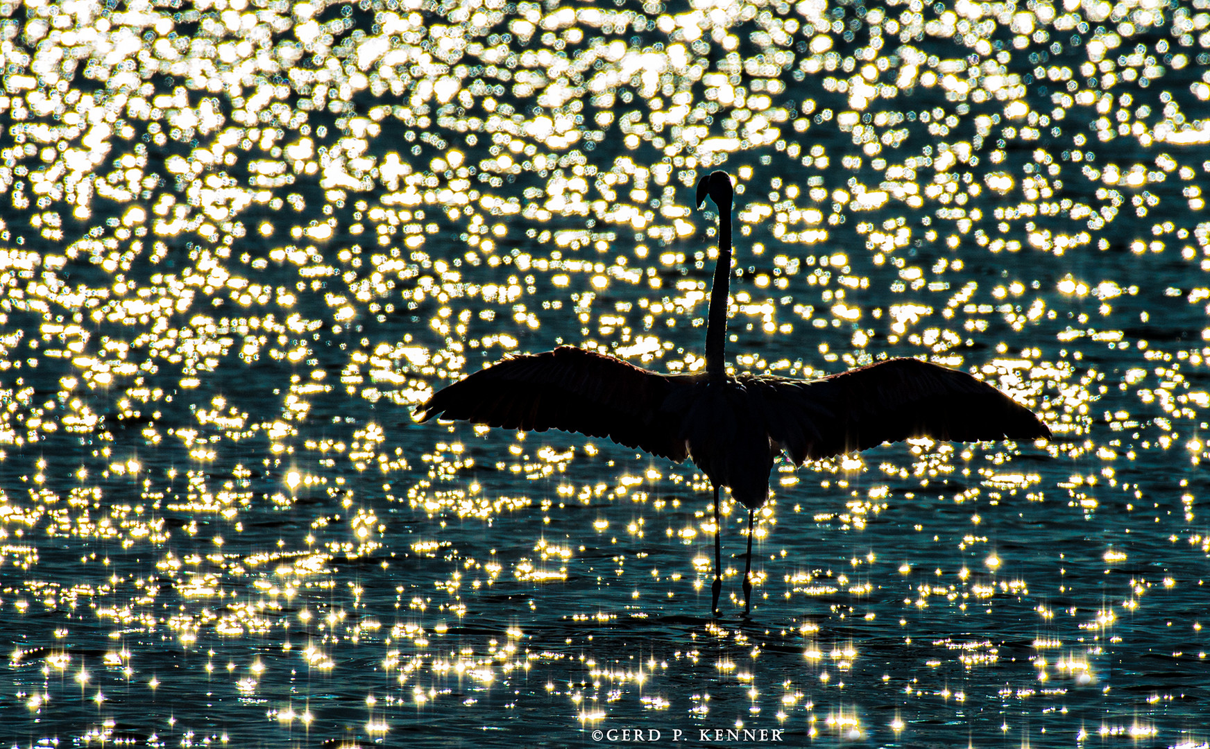 Fly, Robin, fly...... (Silver Convention 1975) Foto & Bild | nature ...