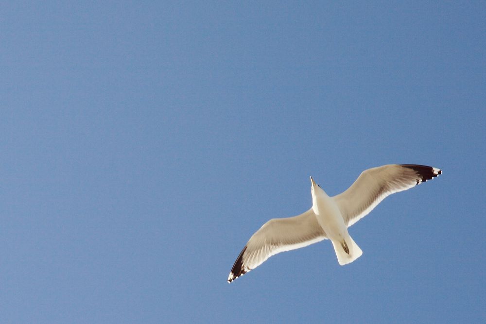 Flying Foto & Bild | tiere, wildlife, wild lebende vögel Bilder auf ...