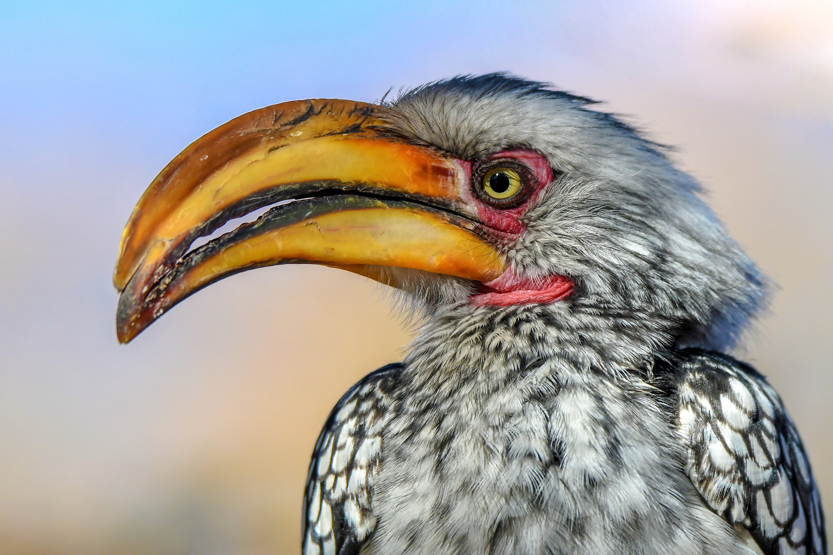 Flying Banana Foto & Bild | natur, afrika, tiere Bilder auf fotocommunity