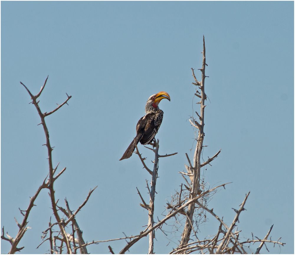 Flying Banana Foto & Bild | world, outdoor, natur Bilder auf fotocommunity