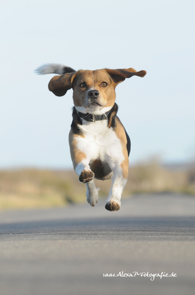 *flying Beagle* Foto & Bild | tiere, haustiere, hunde Bilder auf ...