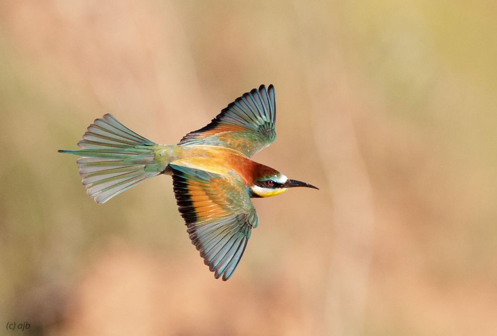 Flying colours Foto & Bild | tiere, wildlife, wild lebende vögel Bilder ...