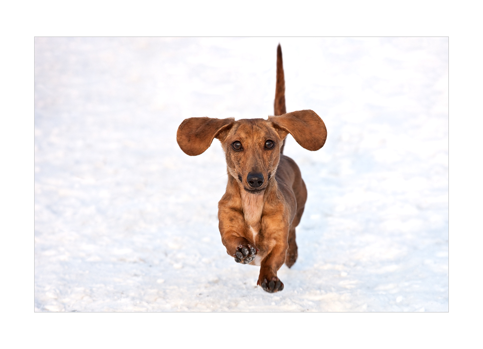 flying dackel Foto & Bild | tiere, haustiere, hunde Bilder auf ...