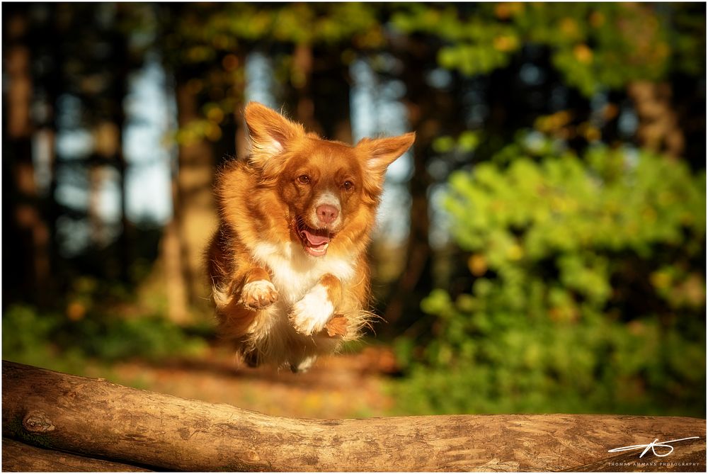 Flying Dog Foto & Bild | tiere, haustiere, hunde Bilder auf fotocommunity