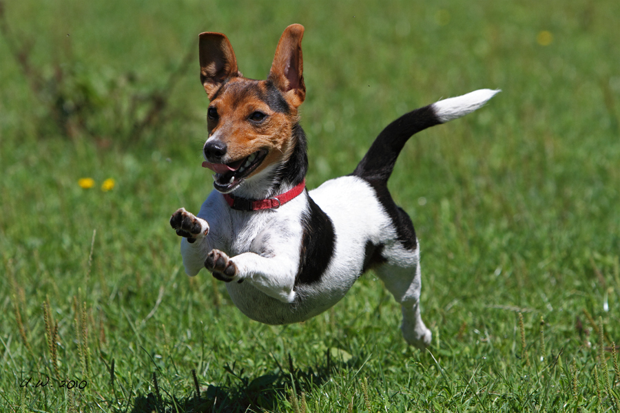 flying dog Foto & Bild | tiere, haustiere, hunde Bilder auf fotocommunity