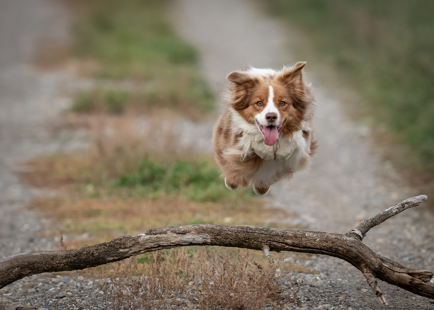 Flying Dog Foto & Bild | tiere, haustiere, hunde Bilder auf fotocommunity
