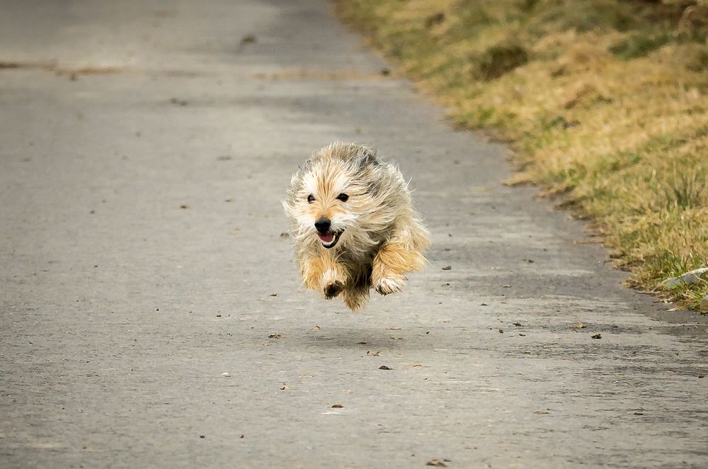 Flying Dog Foto & Bild | tiere, haustiere, hunde Bilder auf fotocommunity
