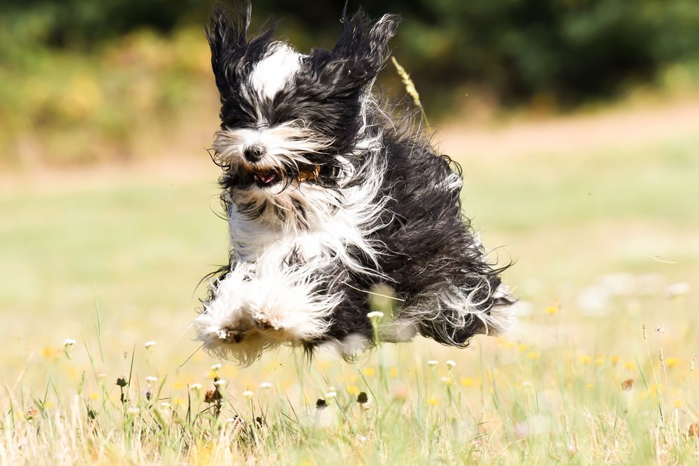 Flying Dog Foto & Bild | tiere, haustiere, hunde Bilder auf fotocommunity