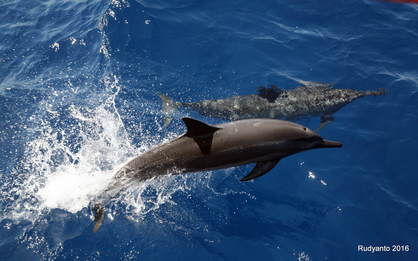 Flying Dolphin Foto & Bild | tiere, wildlife, fische Bilder auf ...