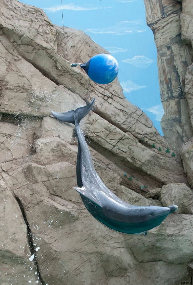 Flying Dolphin III Foto & Bild | tiere, zoo, wildpark & falknerei ...