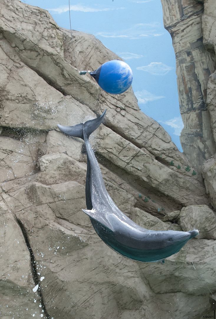 Flying Dolphin III Foto & Bild | tiere, zoo, wildpark & falknerei ...