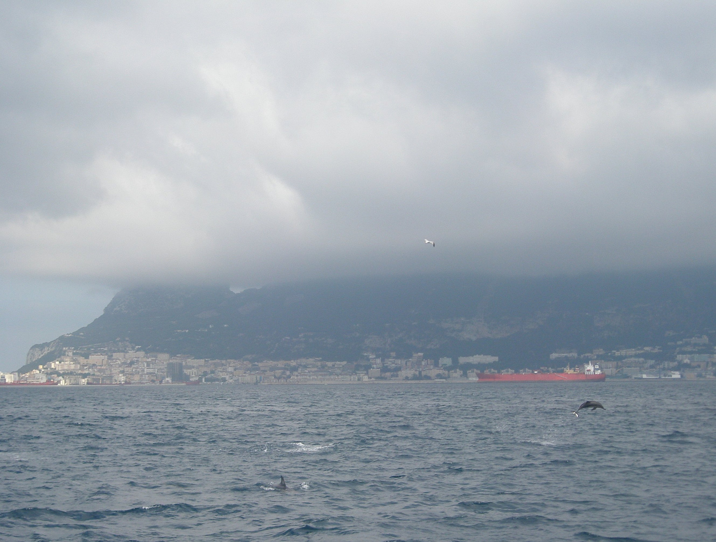 Flying dolphin live Foto & Bild | animals, wildlife, wildlife misc ...