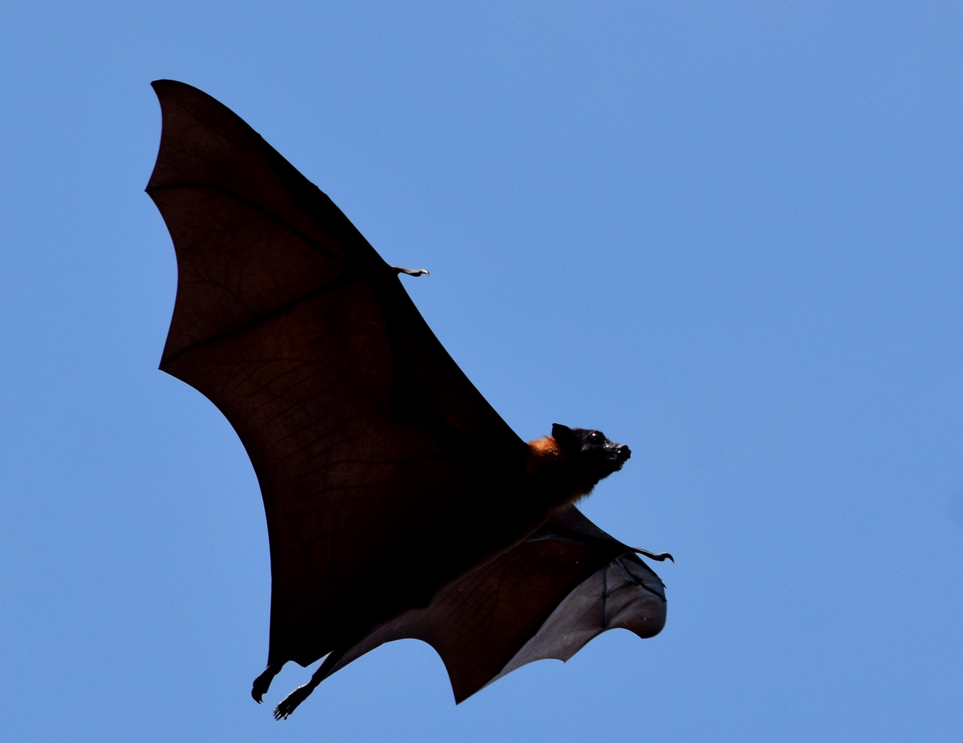 Flying Fox Foto & Bild | tiere, wildlife, säugetiere Bilder auf ...