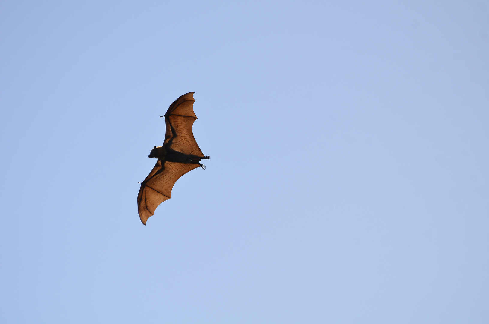 Flying Fox Foto & Bild | natur Bilder auf fotocommunity