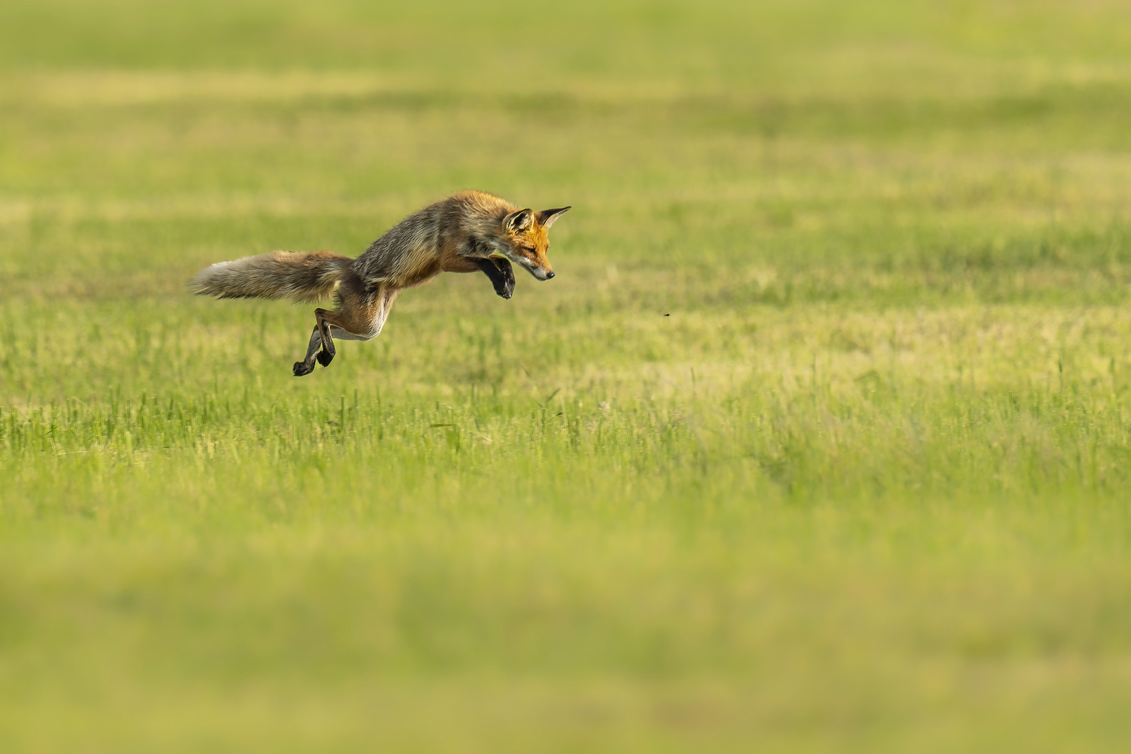 Flying fox.... Foto & Bild | tiere, wildlife, säugetiere Bilder auf ...
