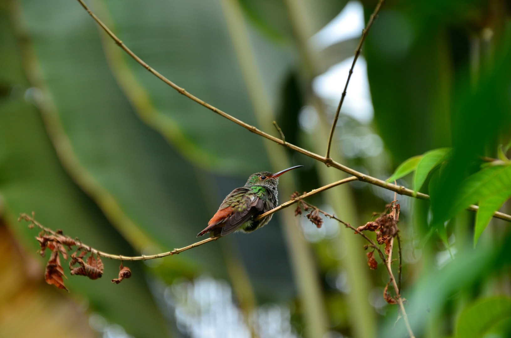 Flying Gem --- Amazilia tzacatl (La Llave) Foto & Bild | wald, grün ...