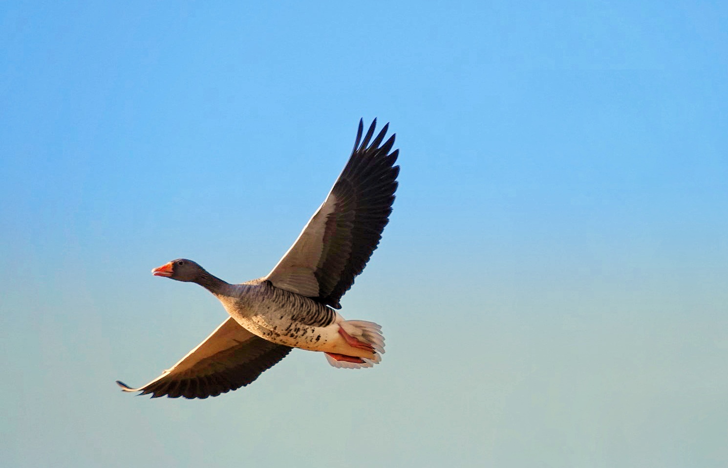 flying Goose Foto & Bild | deutschland, europe, niedersachsen Bilder ...