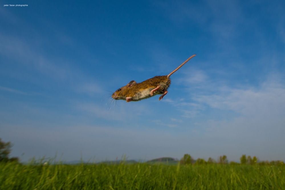 flying mouse Foto & Bild | himmel, sprung, maus Bilder auf fotocommunity