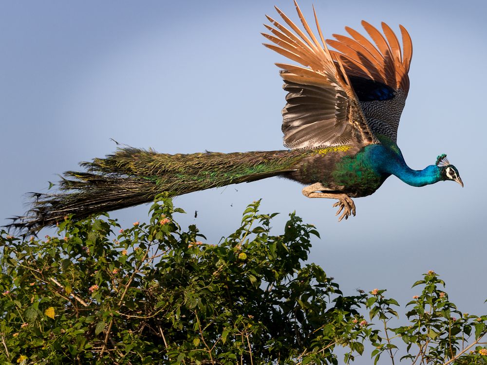 Flying Peacock Foto & Bild | tiere, wildlife, wild lebende vögel Bilder ...