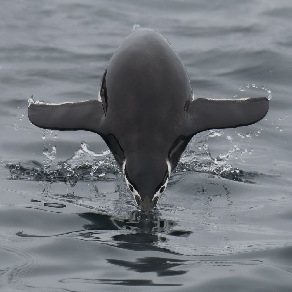 flying penguin ] Foto & Bild | nikon, world, outdoor Bilder auf ...