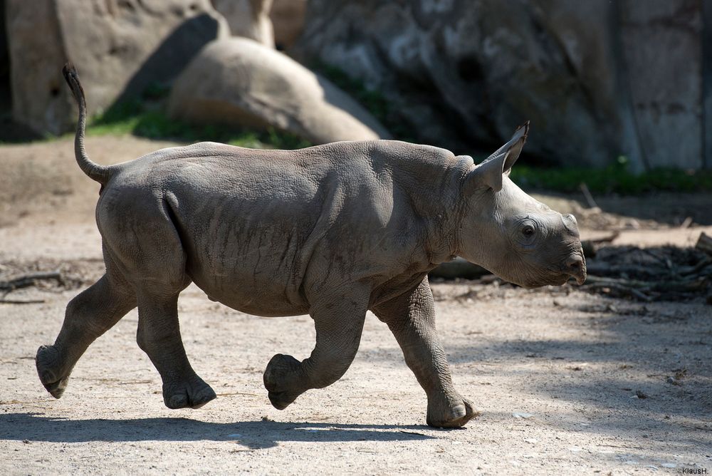 ~ flying rhino ~ Foto & Bild | tiere, zoo, wildpark & falknerei ...