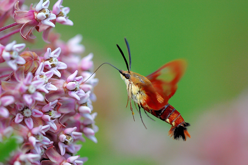 Flying shrimp.... photo & image | animals, wildlife, insects images at ...