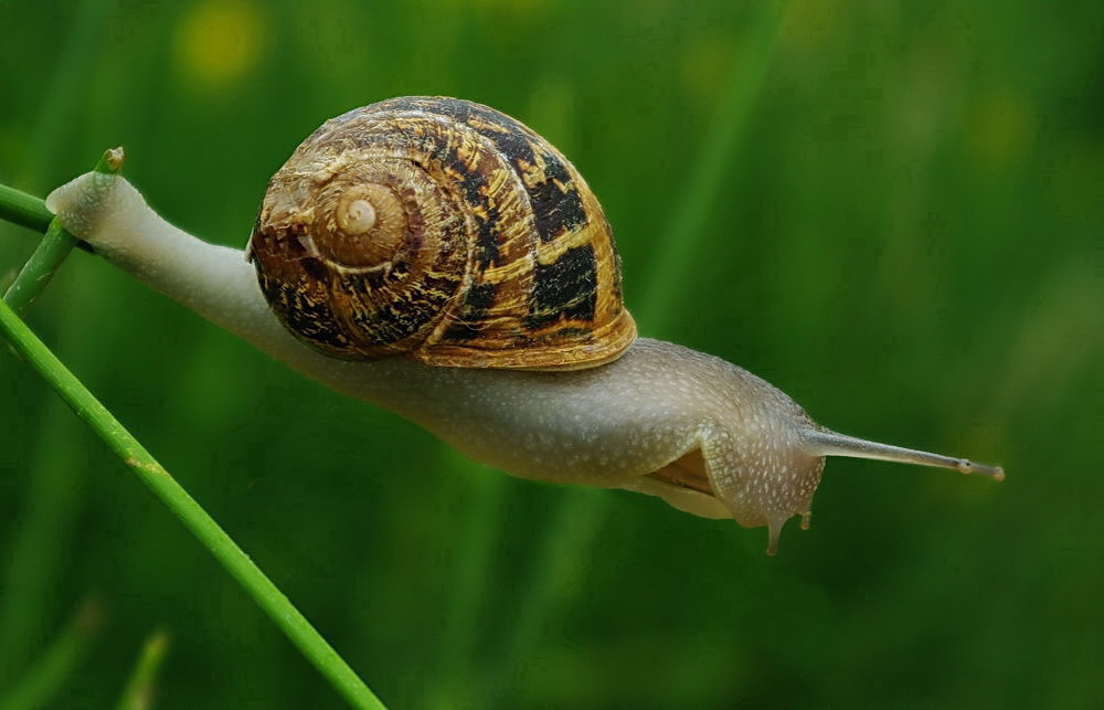 flying snail Foto & Bild | tiere, wildlife, schnecken & muscheln Bilder ...