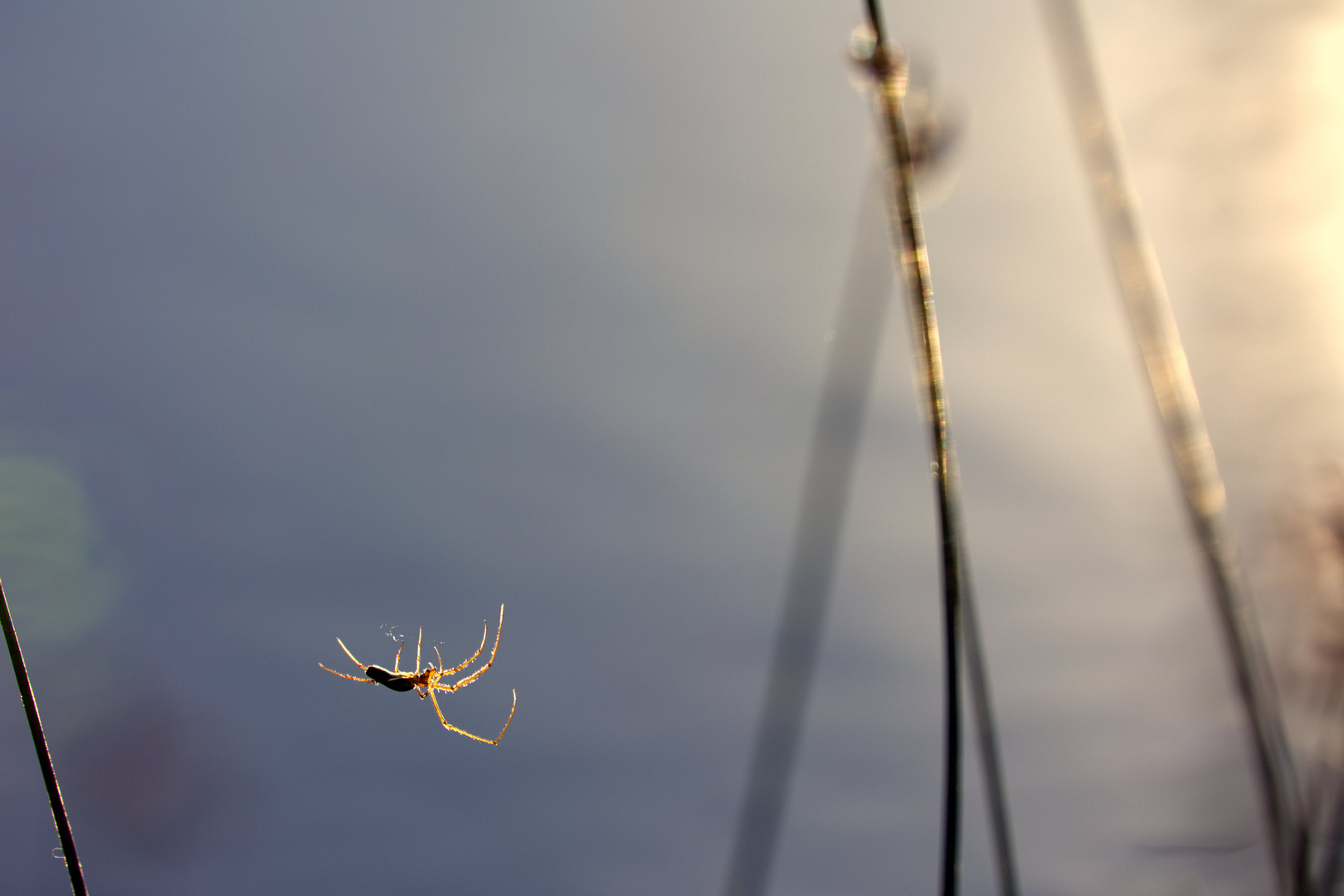 flying spider Foto & Bild | tiere, wildlife, spinnen Bilder auf ...