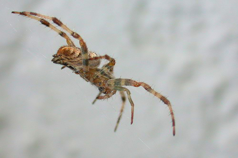 Flying Spider Foto & Bild | tiere, wildlife, spinnen Bilder auf ...