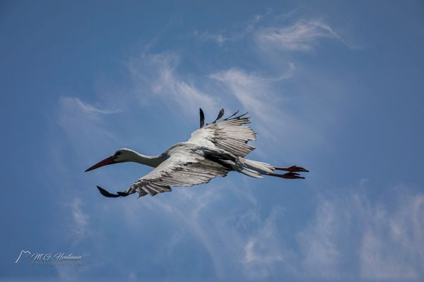 Animals Pictures & Photos