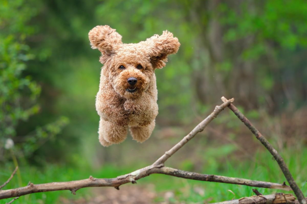 Flying Teddy Foto & Bild | tiere, haustiere, hunde Bilder auf fotocommunity