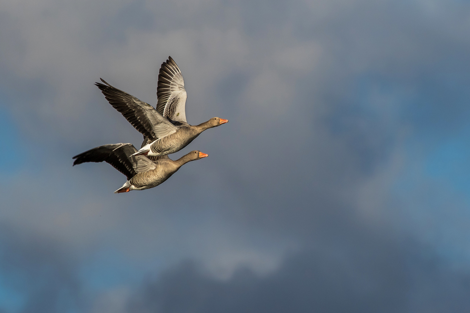 Flying together Foto & Bild | winter, natur, tiere Bilder auf fotocommunity