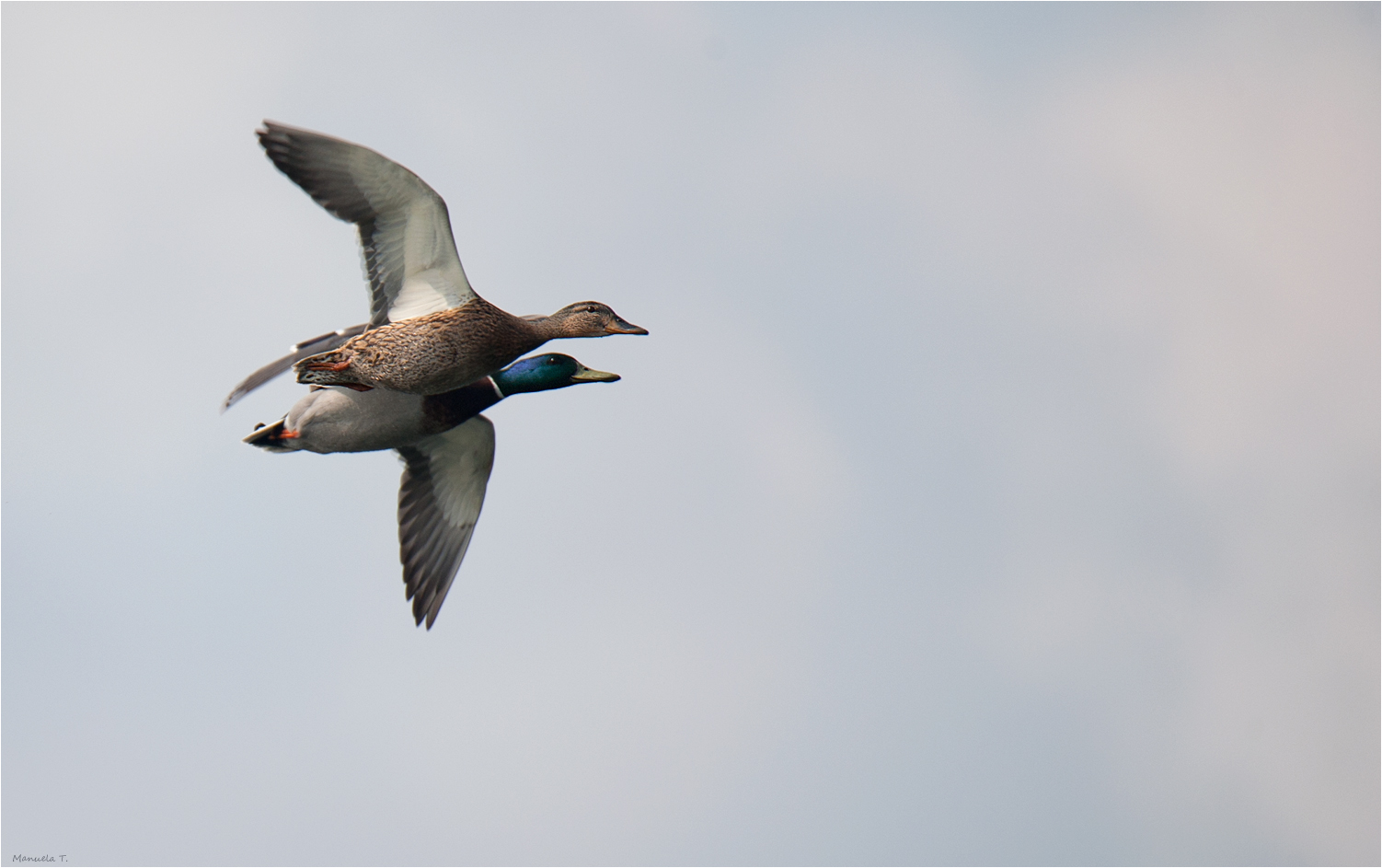 flying together photo & image | nature, animals, birds images at photo ...