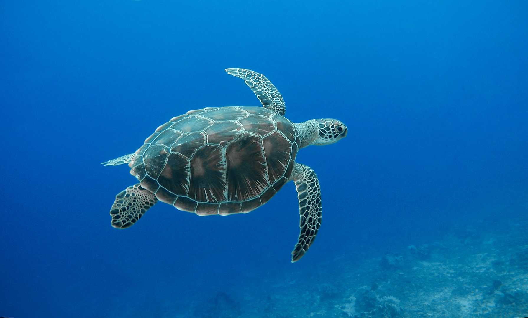 Flying Turtle Foto & Bild | asia, indonesia, tiere Bilder auf fotocommunity