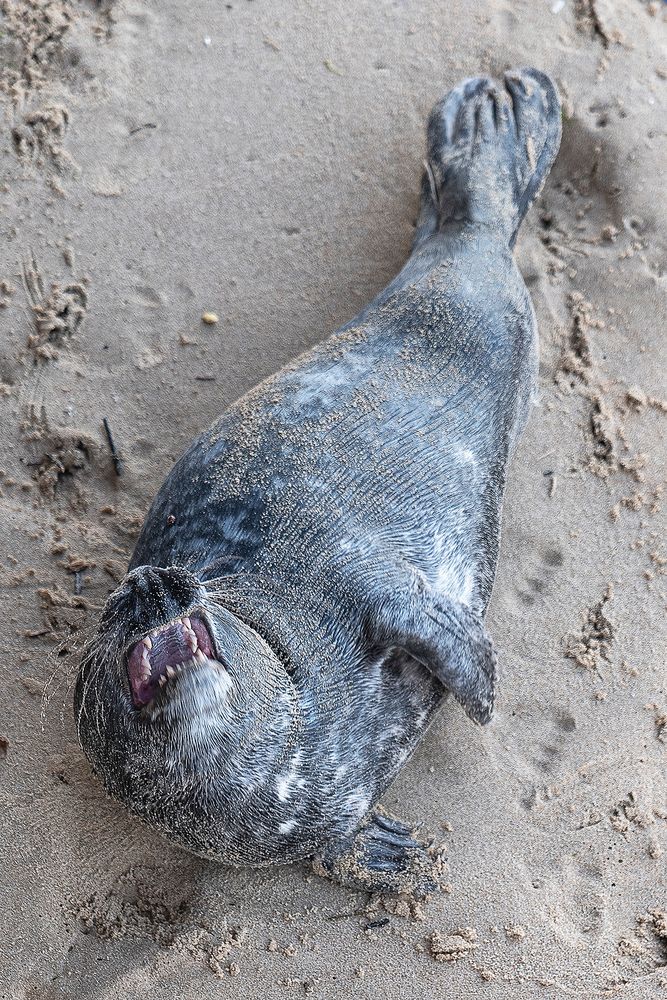 FOCA Imagen & Foto | animales, naturaleza, foca Fotos de fotocommunity