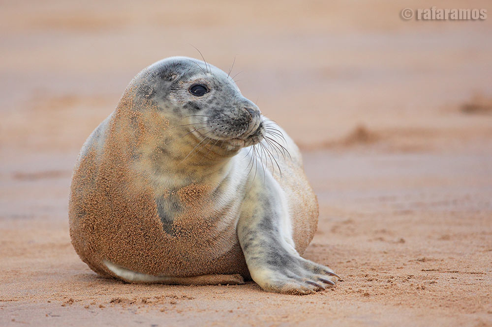 FOCA GRIS Imagen & Foto | animales, animales salvajes, naturaleza Fotos ...