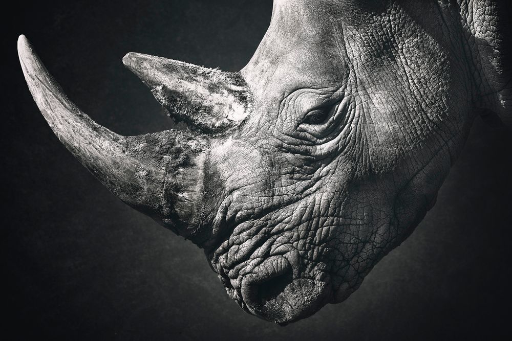 Focused Animals Foto & Bild | natur, stillleben, zoo Bilder auf ...