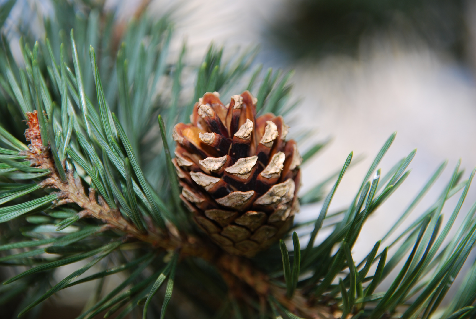 Föhre Foto & Bild | anfängerecke - nachgefragt, nachgefragt-pflanzen ...