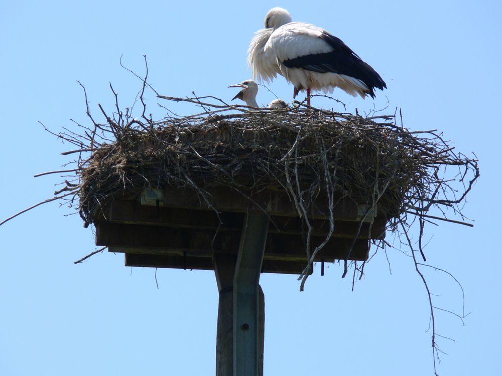 Föhrer Storchennest Foto & Bild | tiere, tierkinder, natur Bilder auf ... Föhrer Storchennest Foto & Bild | tiere, tierkinder, natur Bilder auf ...