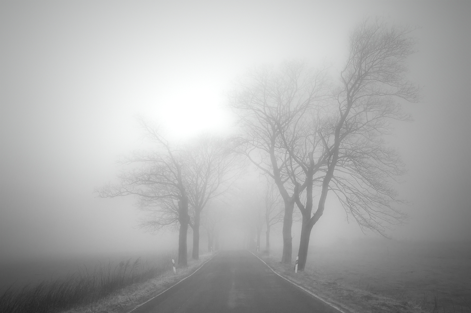 Fog! Foto & Bild | fotos, world, wald Bilder auf fotocommunity