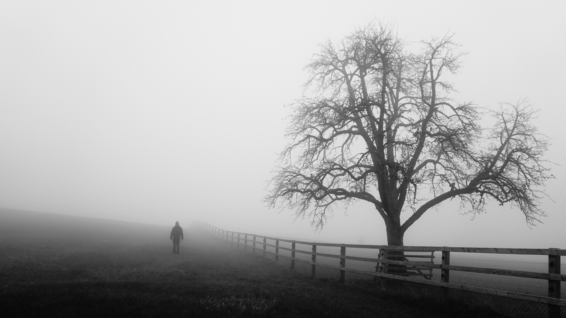Foggie morning walk Foto & Bild | bäume, winter, natur Bilder auf ...