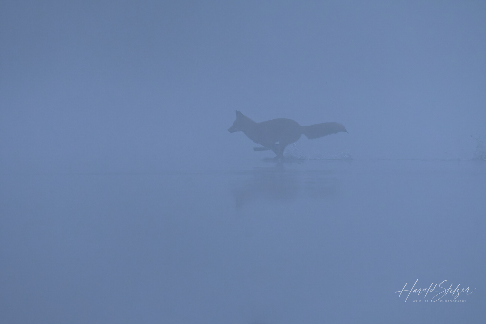 Foggy Fox Foto & Bild | tiere, wildlife, säugetiere Bilder auf ...