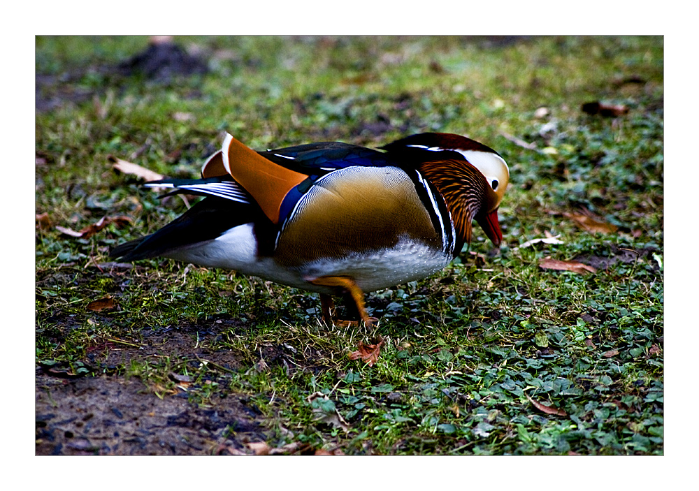 Fogi, bunt und mittig :-) Foto & Bild | tiere, wildlife, wild lebende ...