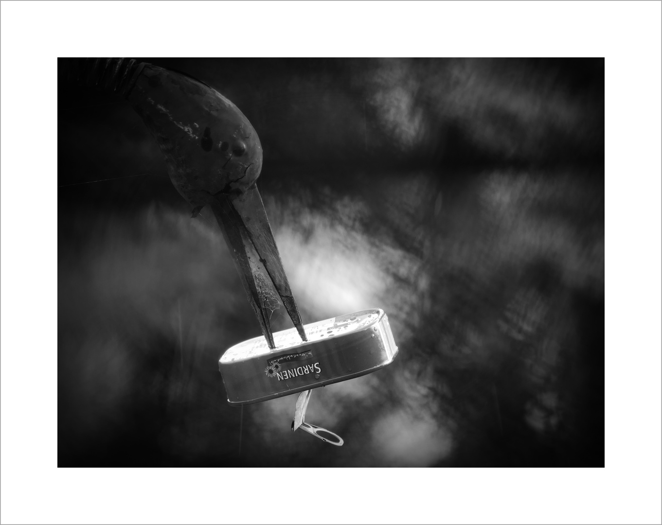 Fogi mit Visch Foto & Bild | natur, natur fine art, aufnahmetechniken ...