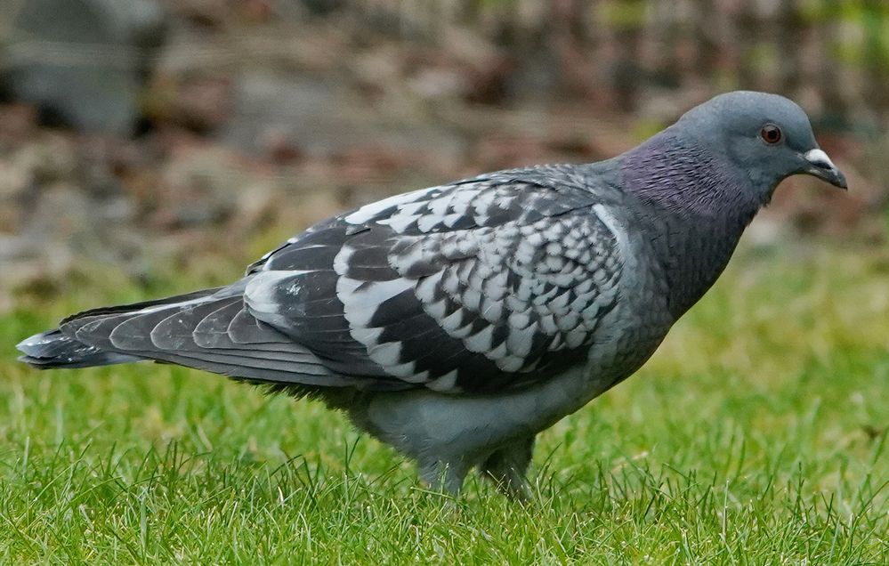 Fogi mittig Foto & Bild | natur, tiere, wildlife Bilder auf fotocommunity