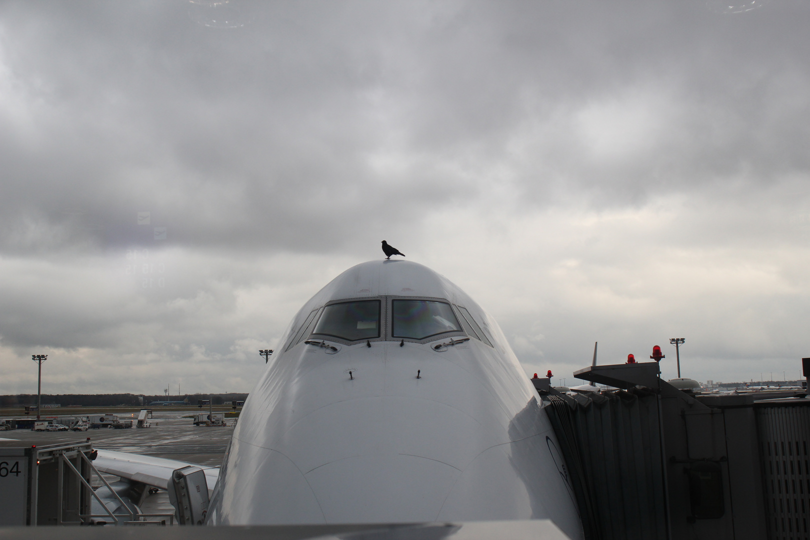 Fogi (mittig) will mitfliegen. Foto & Bild | natur, tiere, wildlife ...