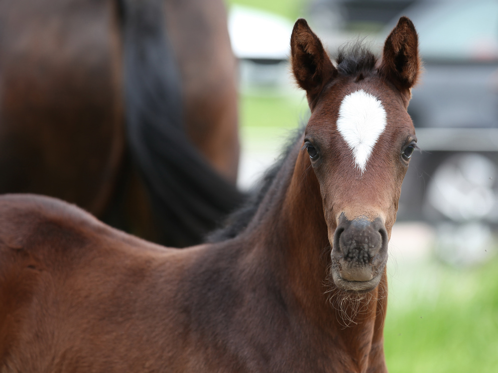 Fohlen # 6346 Foto & Bild | archiv projekte naturchannel ...
