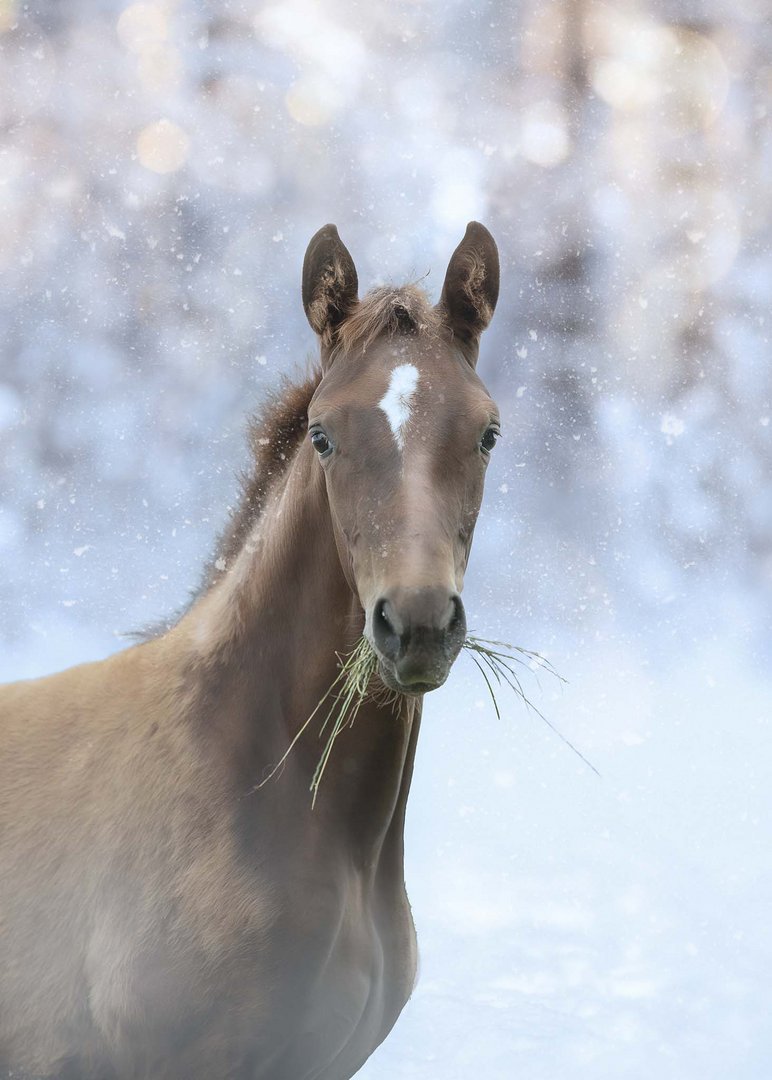 Fohlen Foto & Bild | tiere, haustiere, jahreszeiten Bilder auf ...