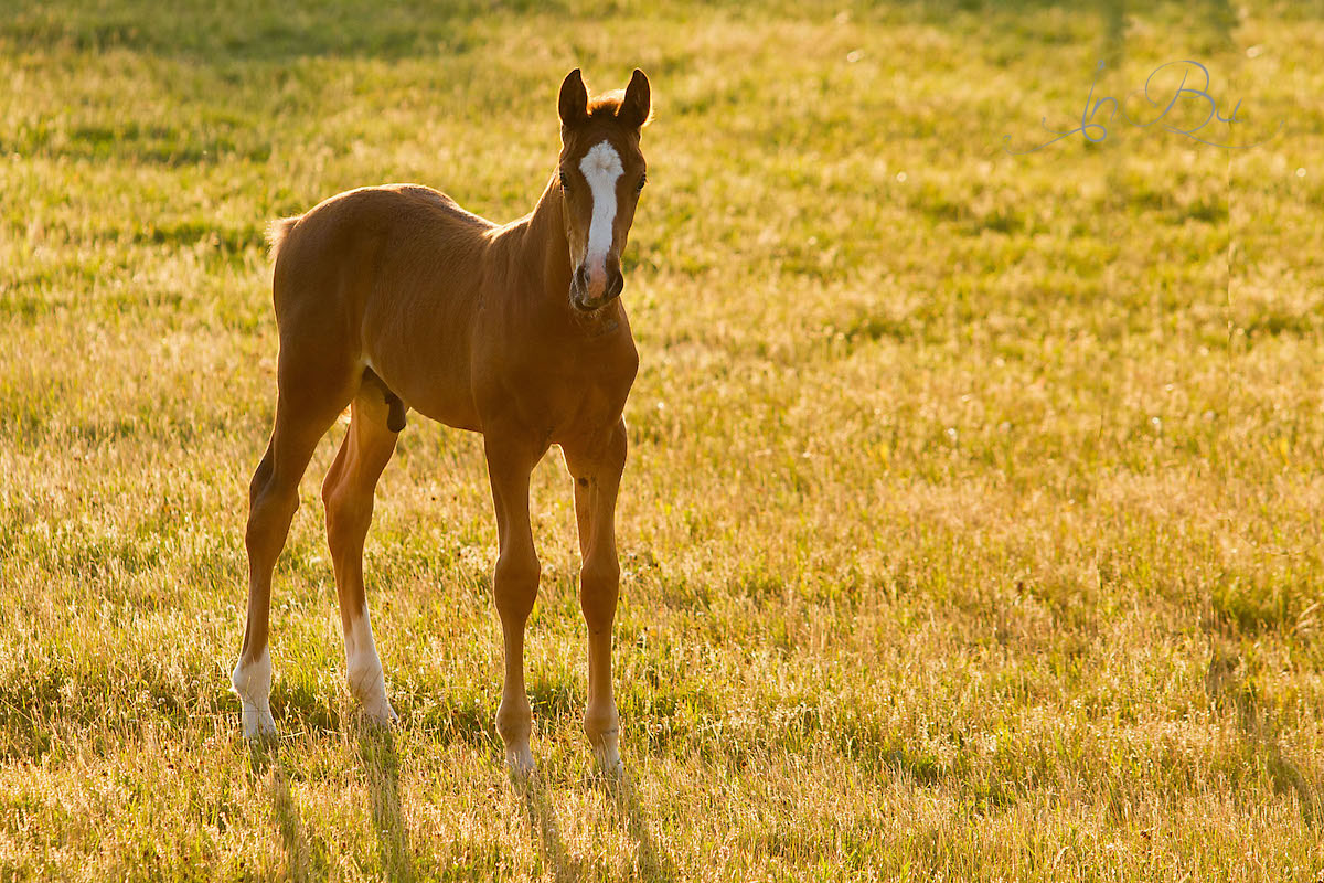 Fohlen Nr. 2 Foto & Bild | tiere, haustiere, pferde, esel, maultiere ...